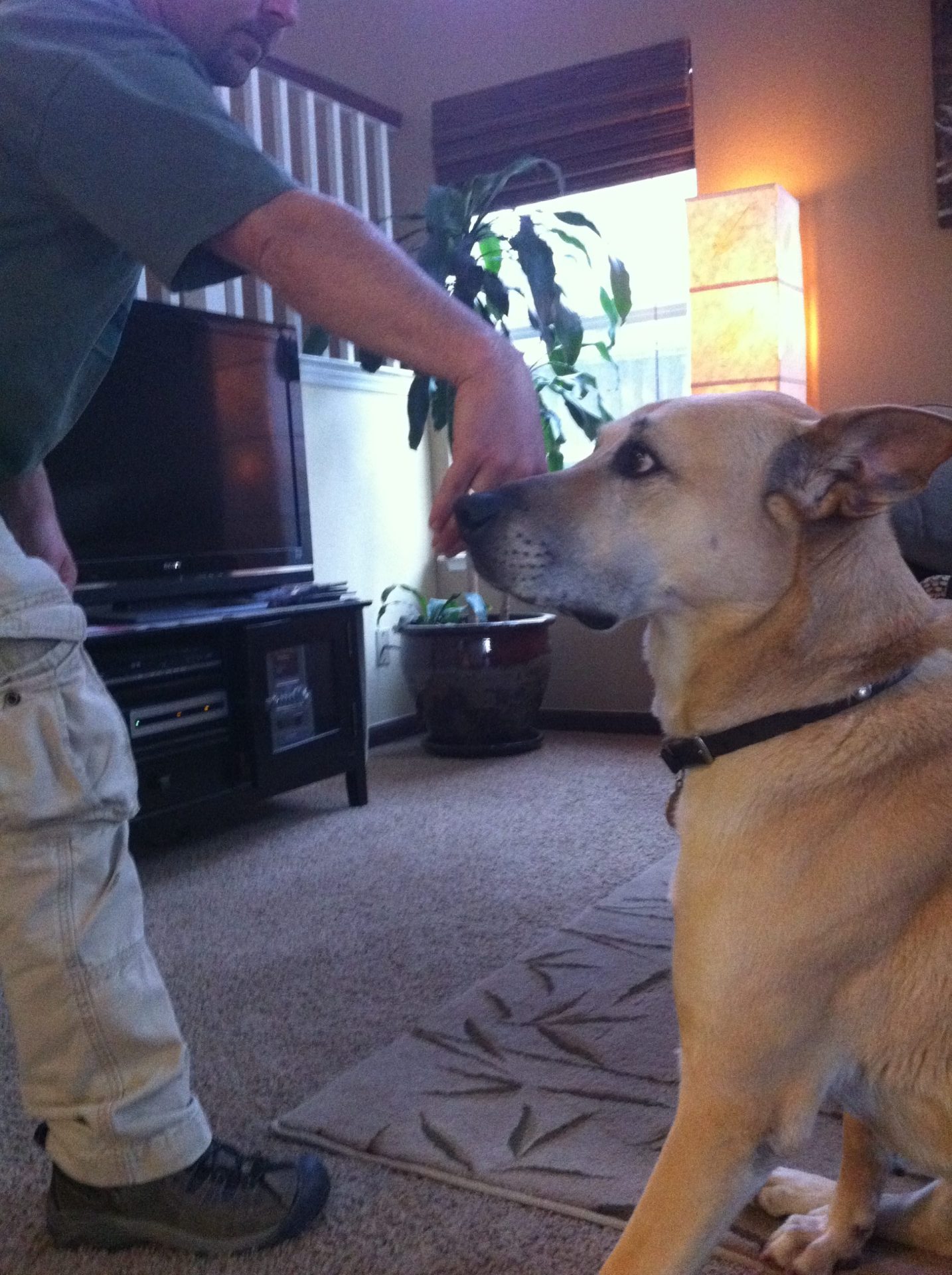 Hey, Smell My Hand! - (Why You Don't Stick Your Hand in a Dog's Face ...